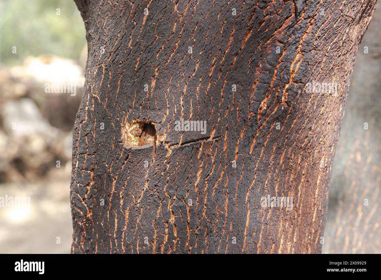 Detail of cork oak trunk with cork is extracted, and new layers are ...