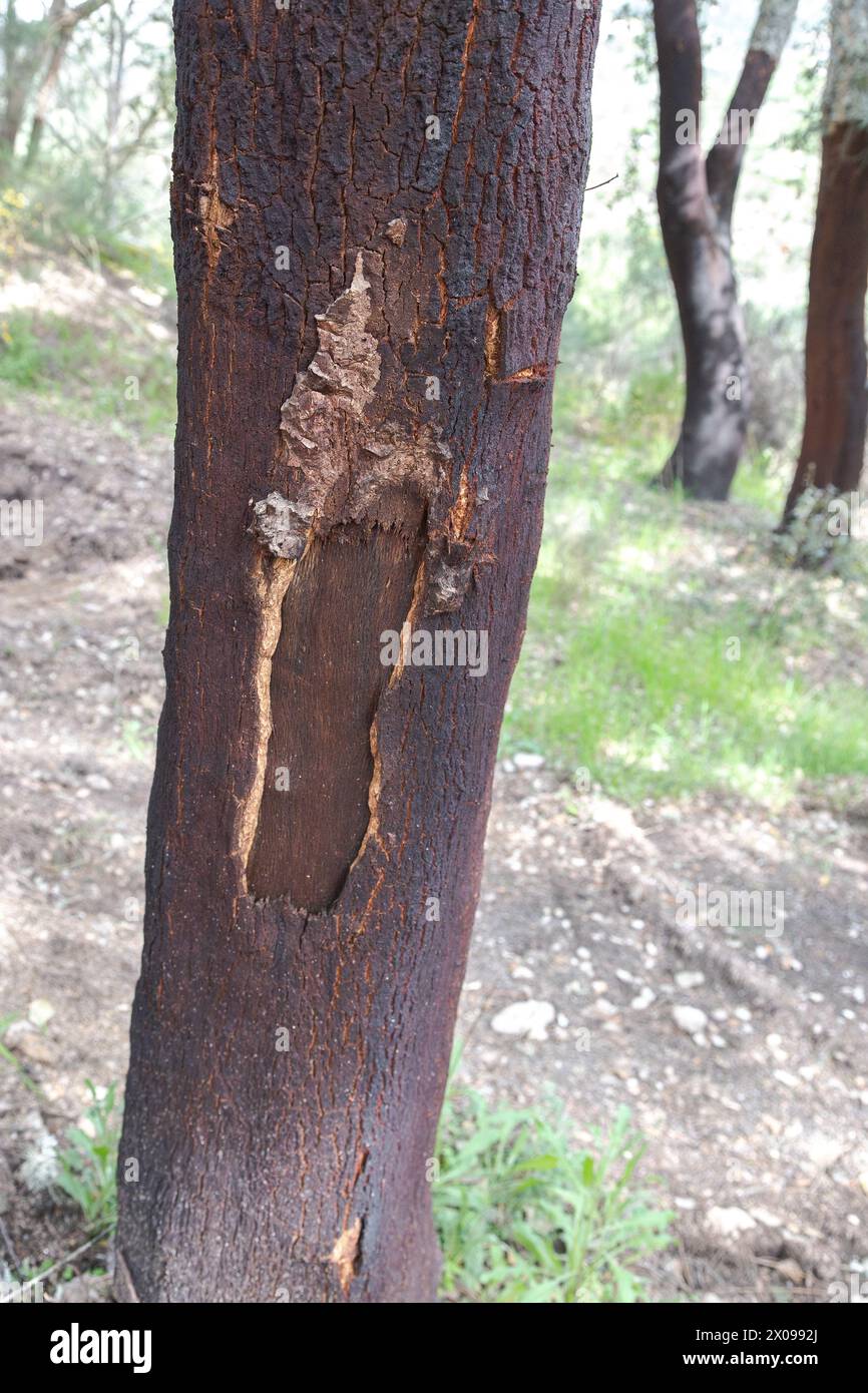 Detail of cork oak trunk with cork is extracted, and new layers are ...