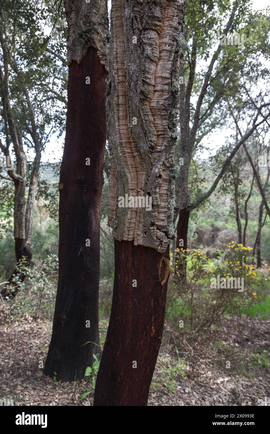 Detail of cork oak trunk with cork is extracted, and new layers are ...