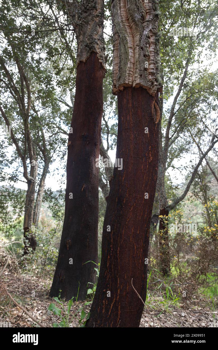 Detail of cork oak trunk with cork is extracted, and new layers are ...