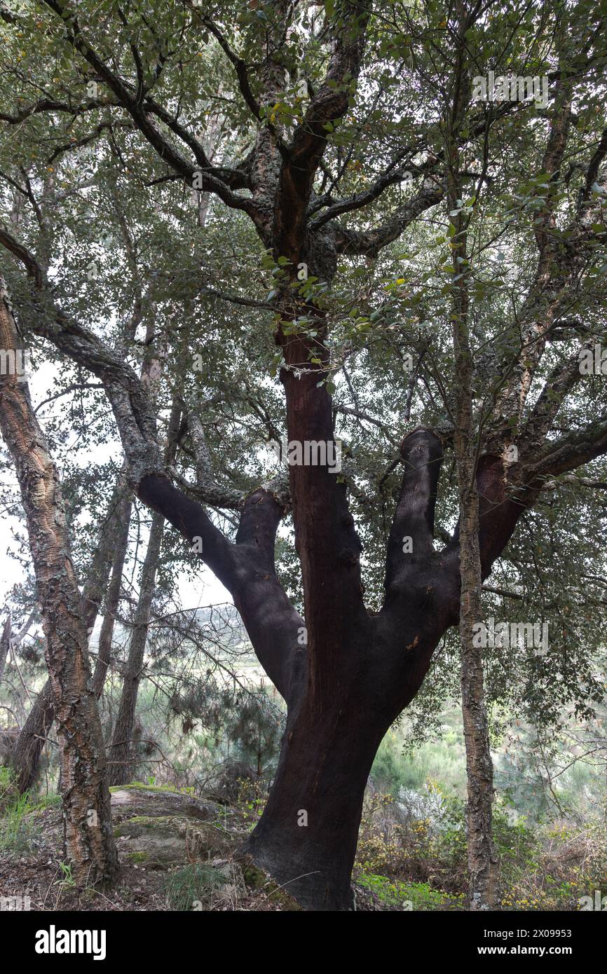 Natural landscape of cork oaks with cork in the region of "Tras os ...