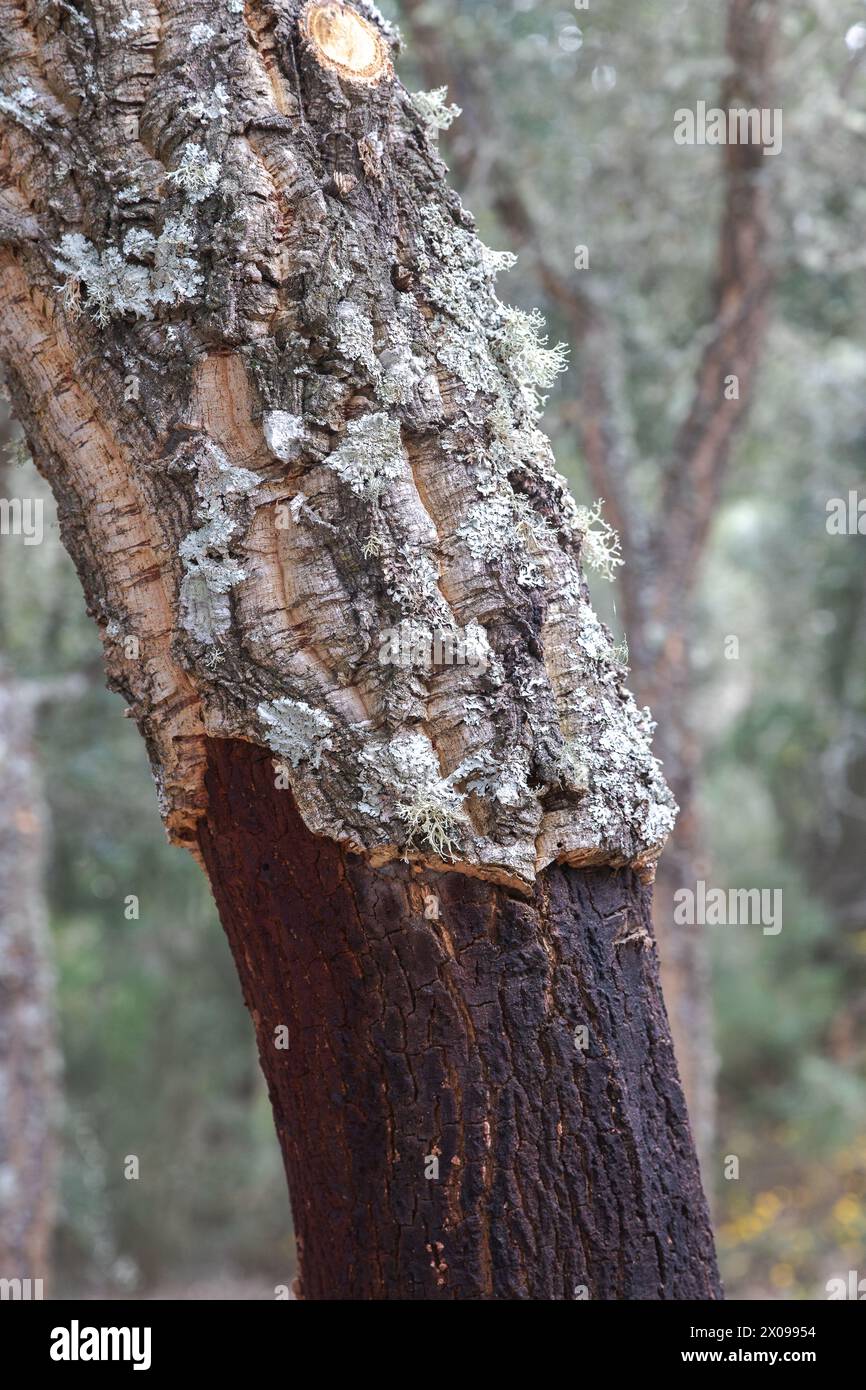 Detail of cork oak trunk with cork is extracted, and new layers are ...