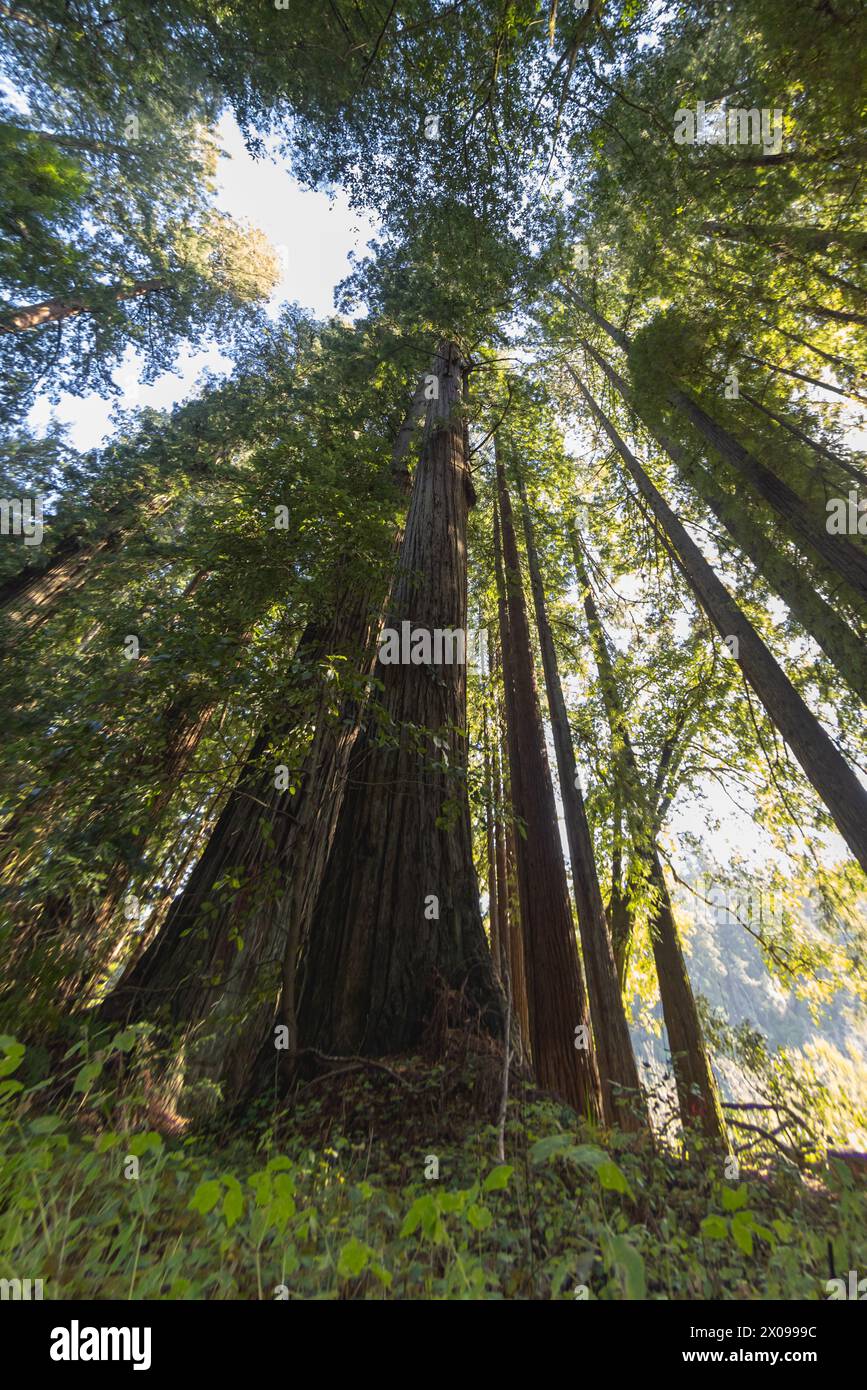 Fish eye view of a giant redwood tree in the California forest Stock ...