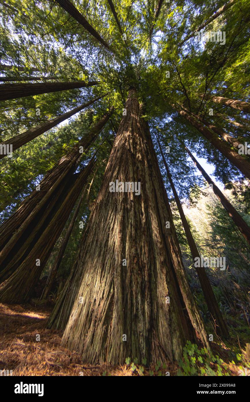 Fish eye view of a giant redwood tree in the California forest Stock ...