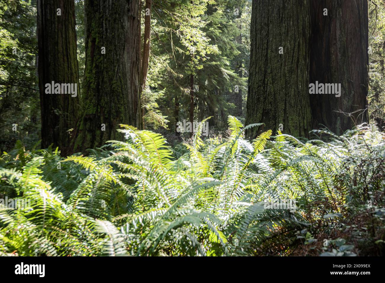 Beautiful afternoon in the Jedediah Smith Redwood forest in northern ...