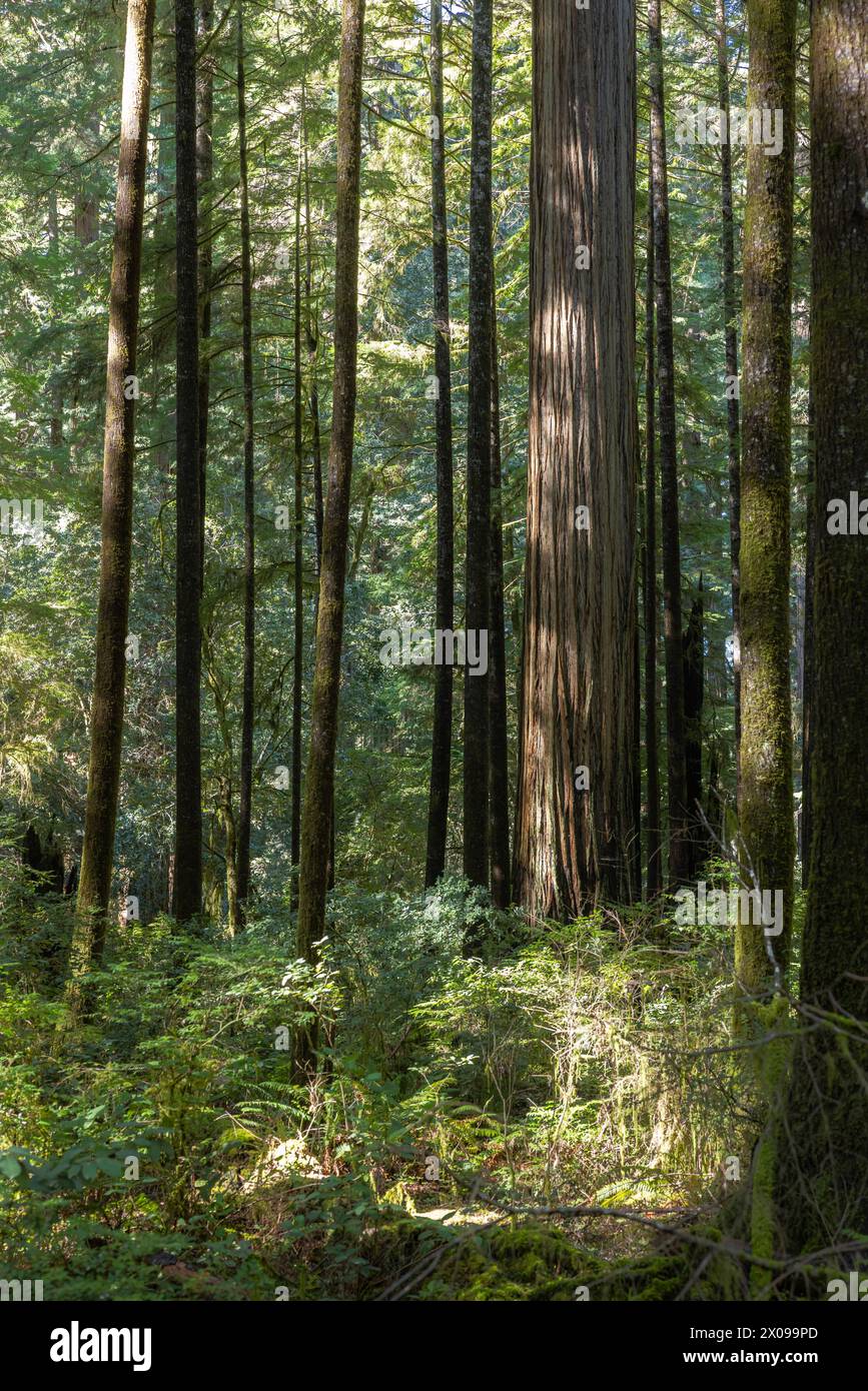 A forest with a large tree in the middle. The trees are tall and green ...