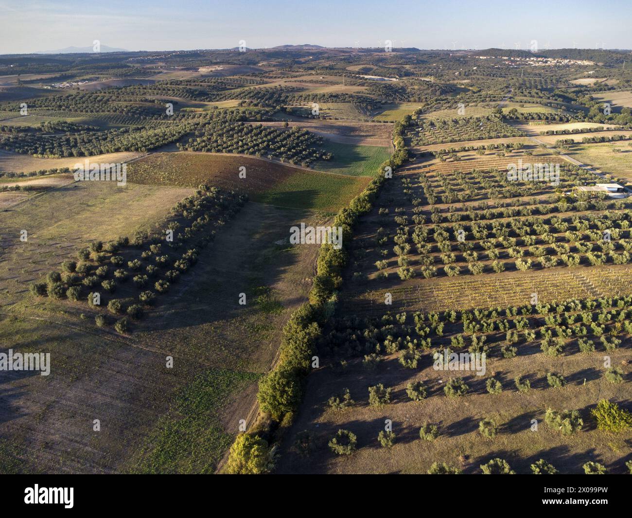 Tuscia and olive hi-res stock photography and images - Alamy