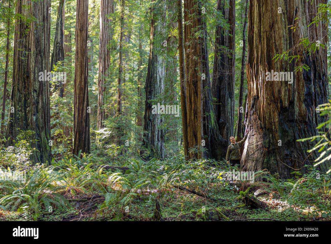 A forest with a large tree in the middle. The tree has a lot of bark ...