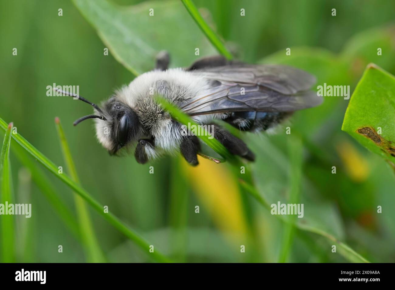 Cute natural closeup on a fluffy female Grey-backed mining bee, Andrena ...