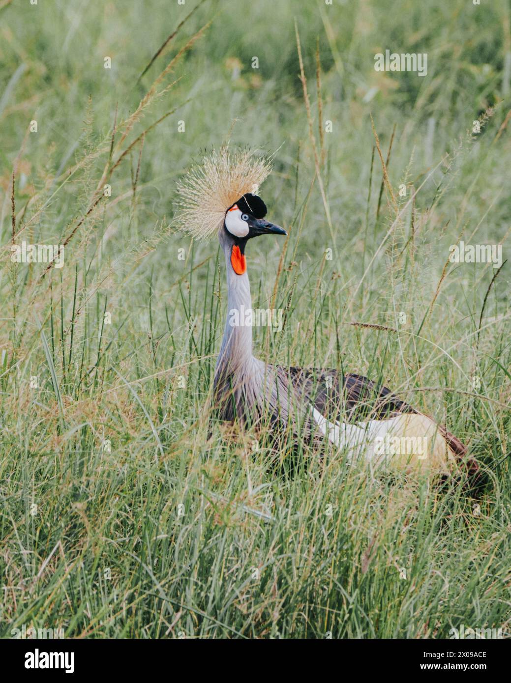 Ugandan Crested Crane in Mauro National park, National bird of Uganda ...