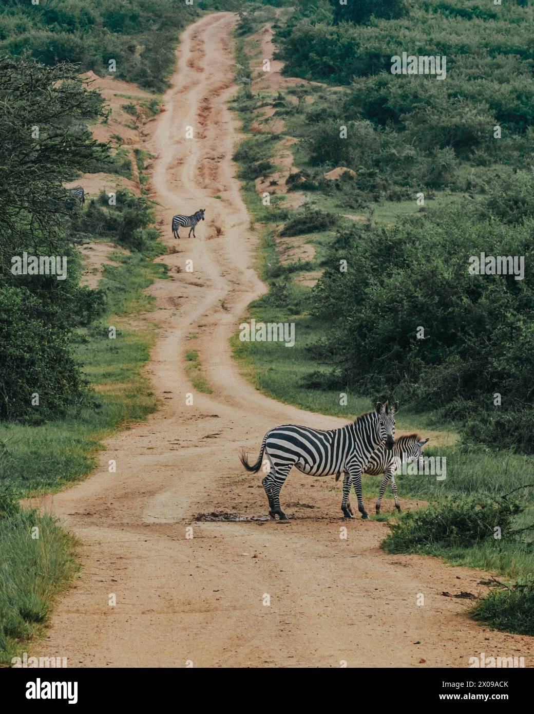 Plain zebra with a calf - Mburo National Park, Uganda Stock Photo - Alamy