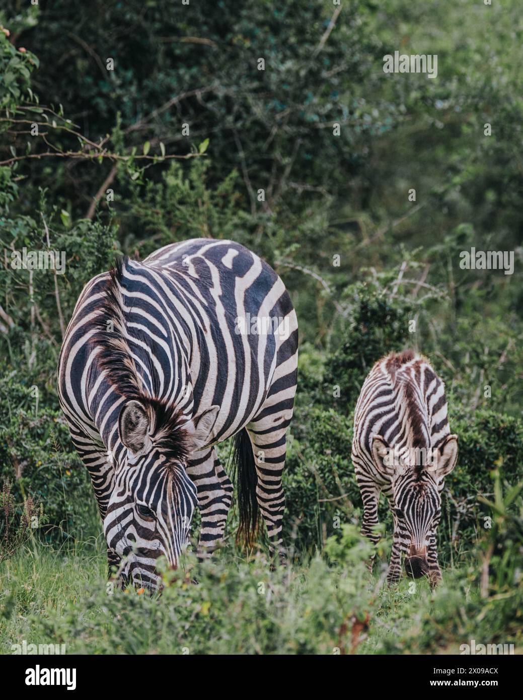 Plain zebra with a calf - Mburo National Park, Uganda Stock Photo - Alamy