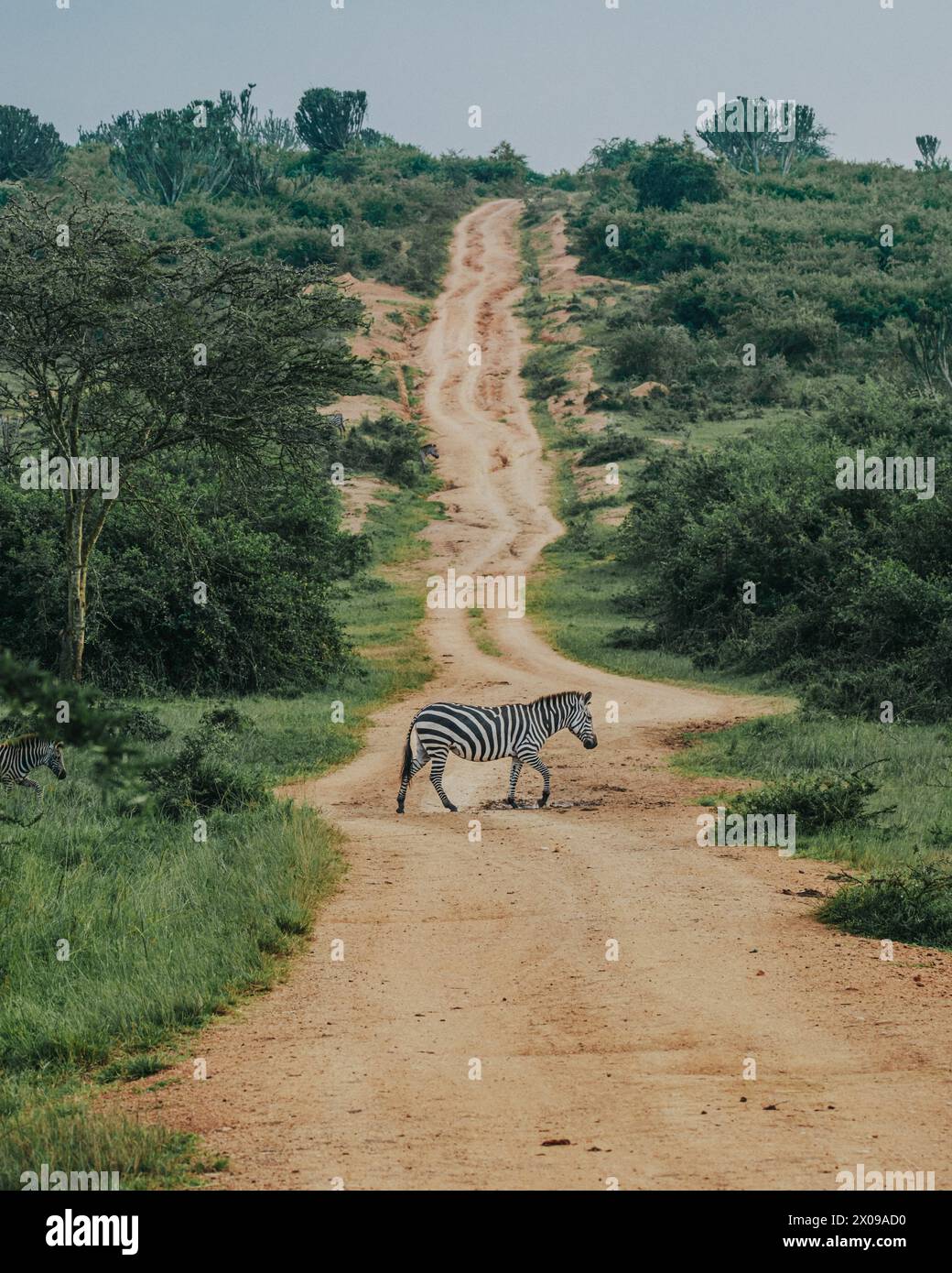 Plain zebra crossing the road - Mburo National Park, Uganda Stock Photo ...