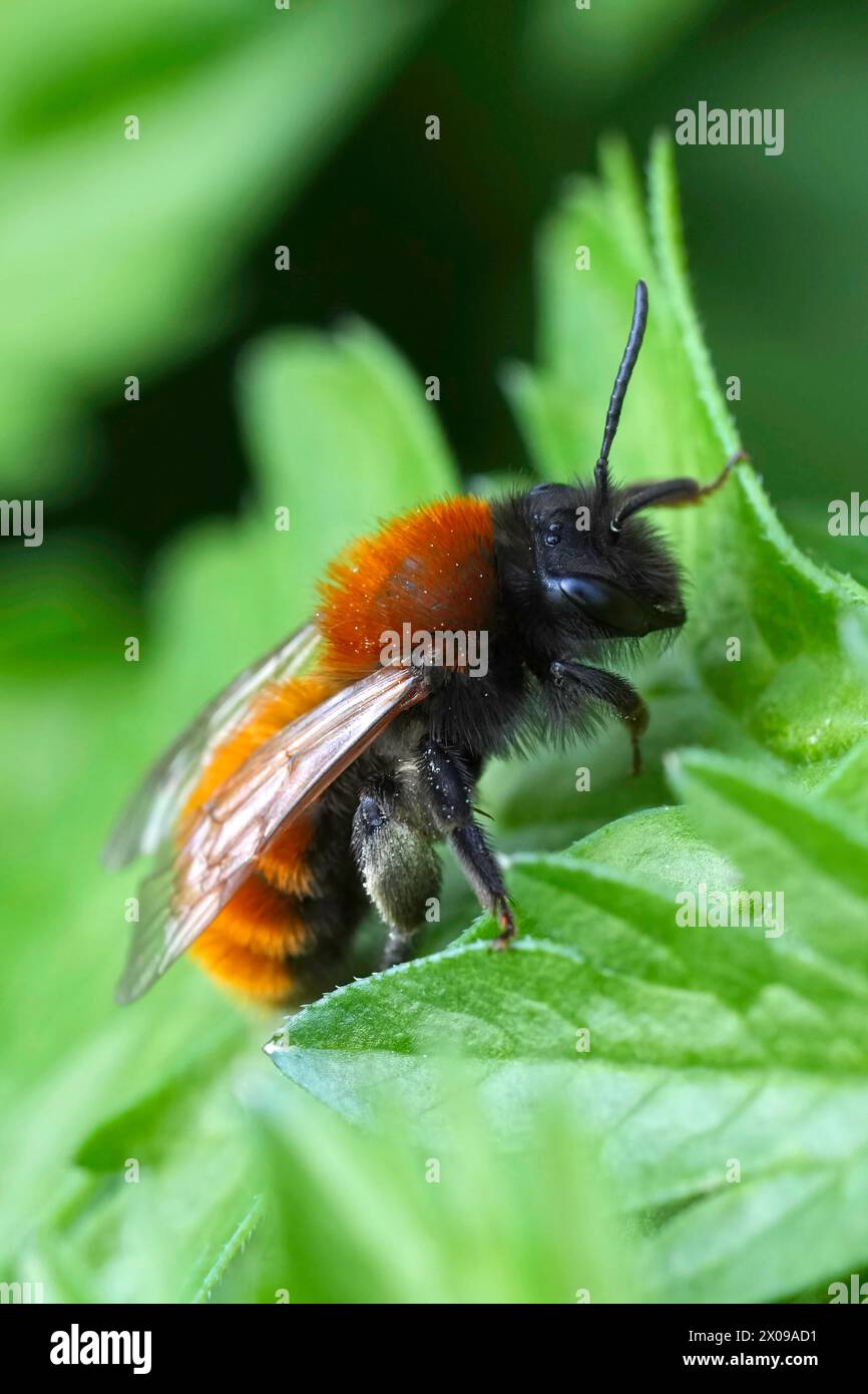 Natural colorful closeup on a female Tawny mining bee, Andrena fulva ...