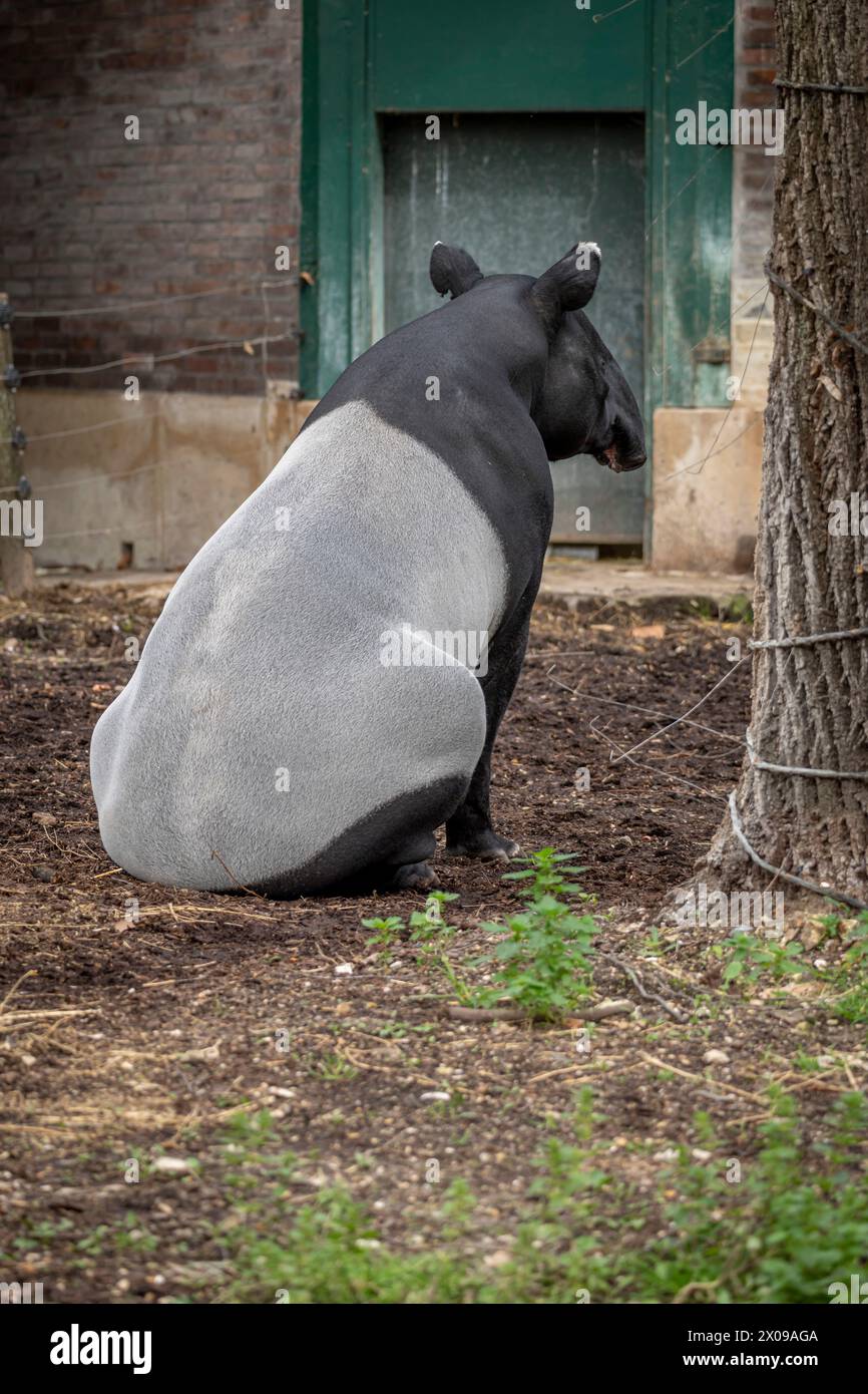 The menagerie, the zoo of the plant garden. View of a Malayan tapir in ...