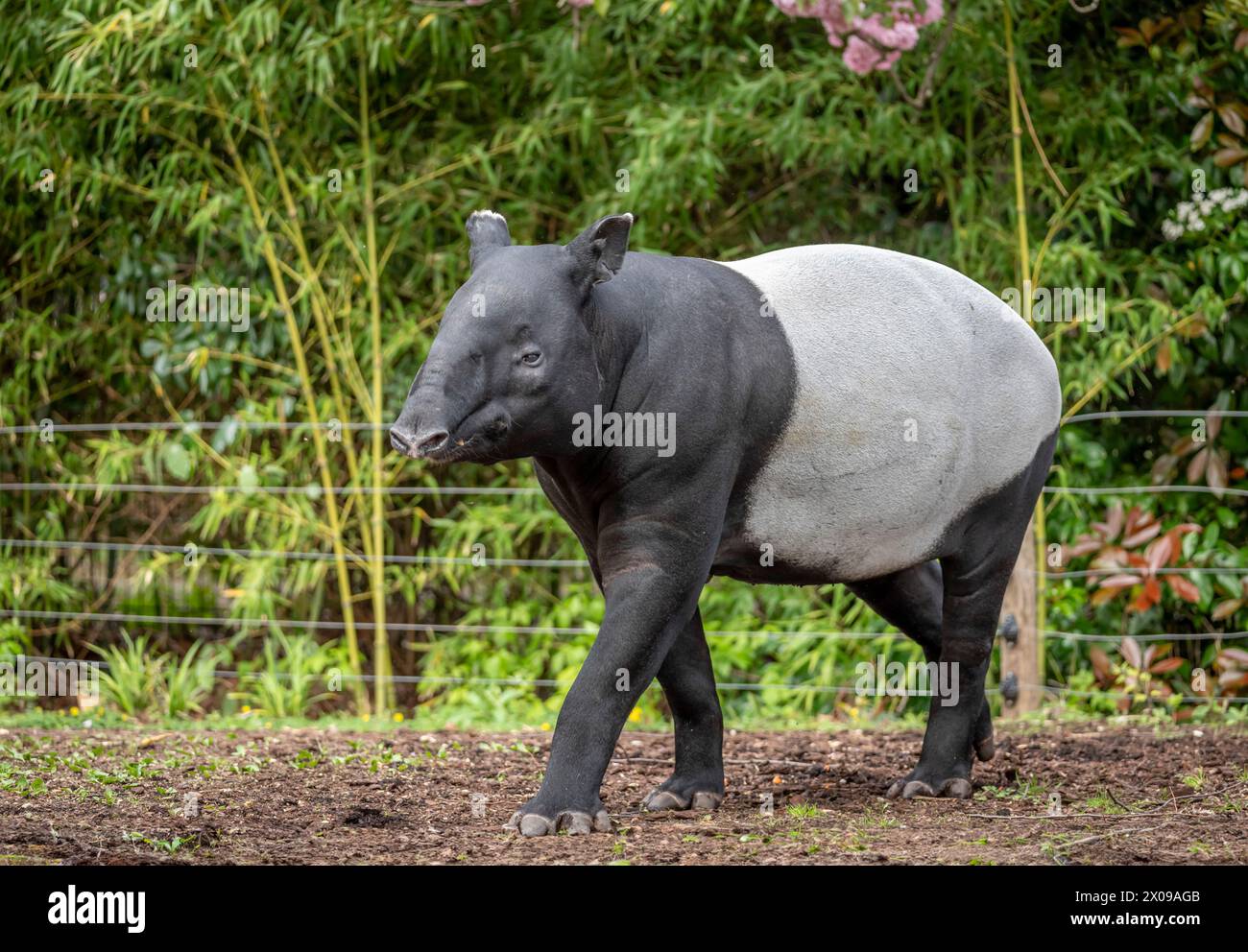 The menagerie, the zoo of the plant garden. View of a Malayan tapir in ...