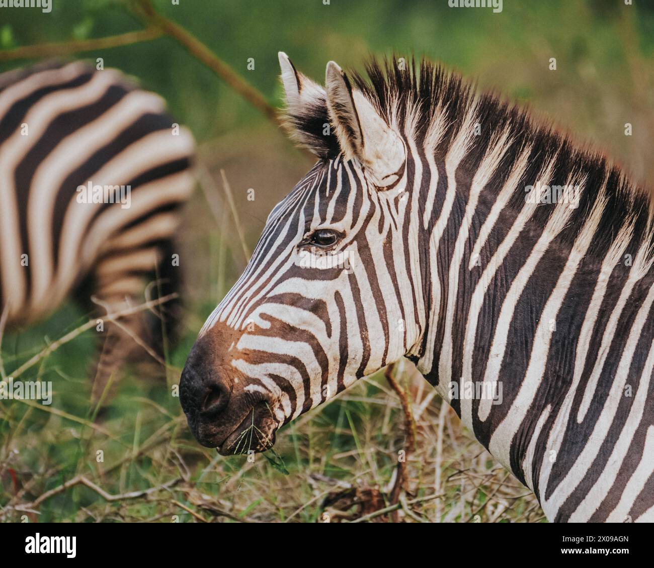 Portrait of Zebra in Uganda Stock Photo - Alamy