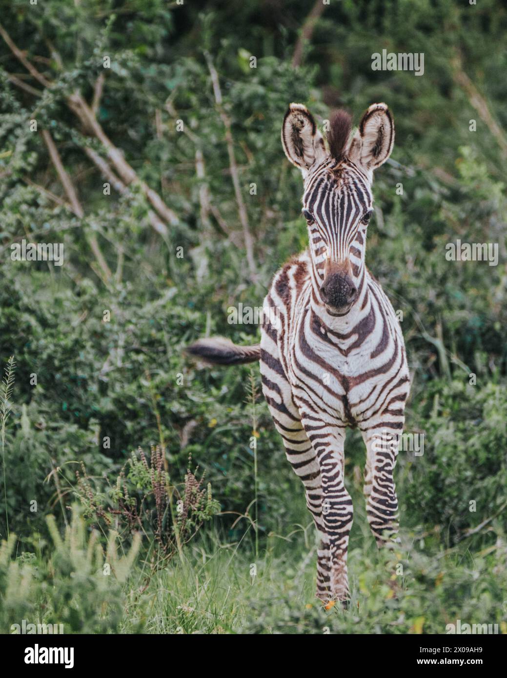 Calf of Plains Zebra - Mburo National Park - Uganda Stock Photo - Alamy