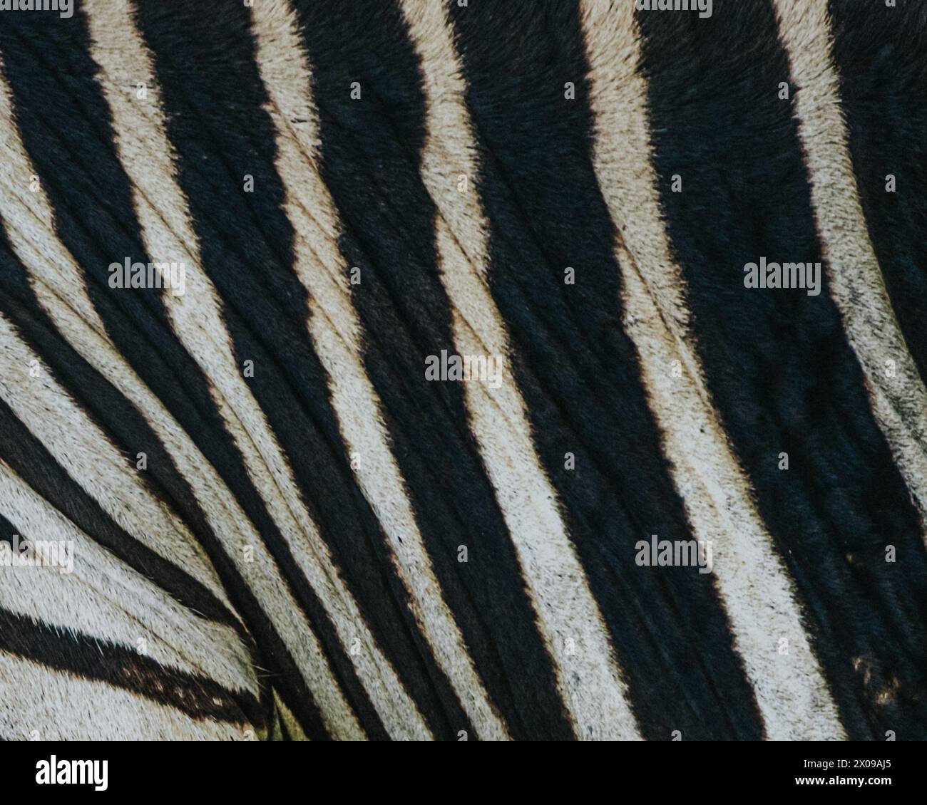 Zebras close up drinking hi-res stock photography and images - Alamy