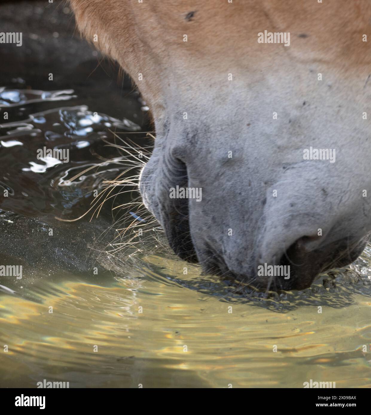 Well looked after mule hi-res stock photography and images - Alamy