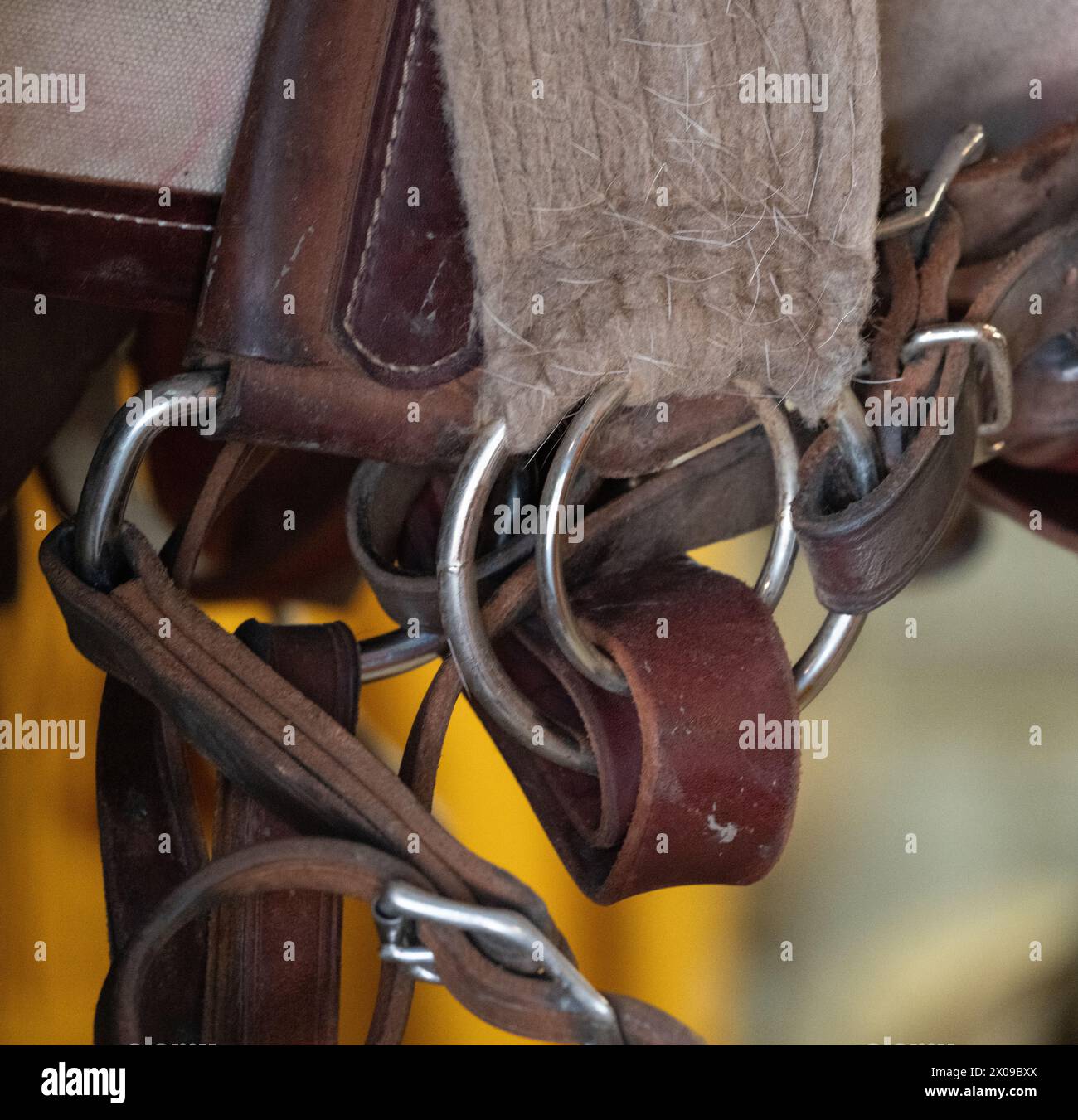 String girth hi-res stock photography and images - Alamy