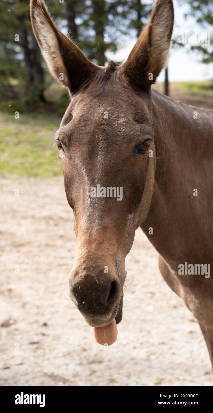 Animal with long tongue hi-res stock photography and images - Alamy