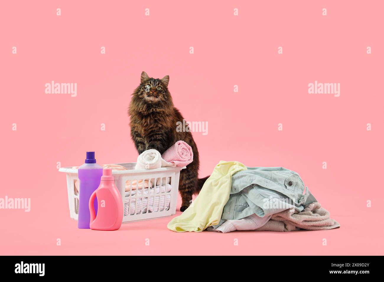 Cute cat with laundry basket and bottles of detergent on pink ...