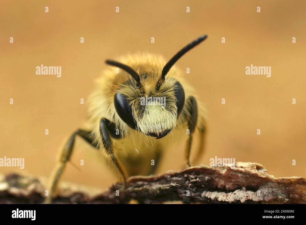 Closeup on a male Buff-tailed mining bee, Andrena humilis with it's ...
