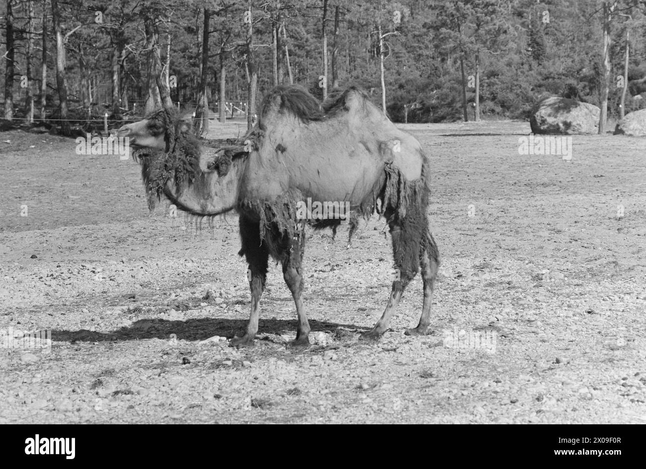 Aktuell 17 - 4 - 1974: Sørlandseksport: KamelerKristiansand dyrehage ...
