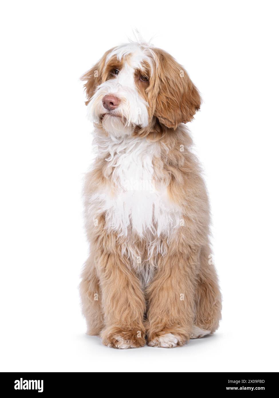 Cute tuxedo young Labradoodle dog, sitting up facing front. Looking ...