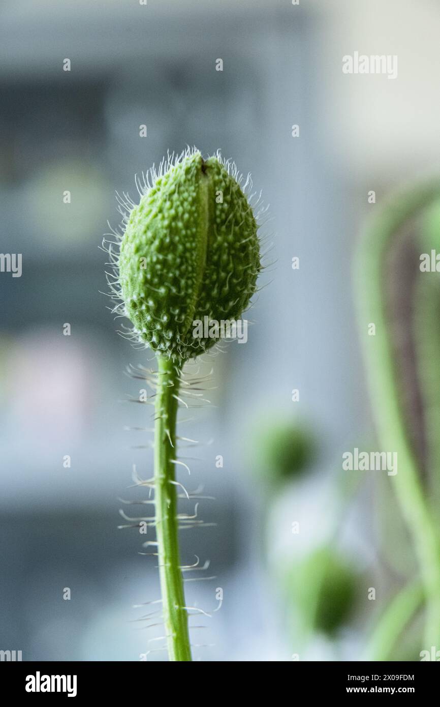 Bush white poppy flowers hi-res stock photography and images - Alamy