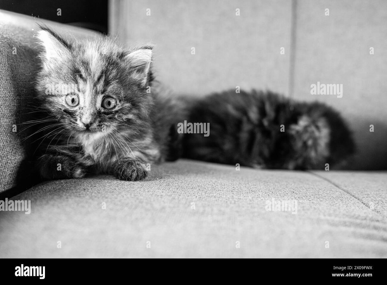 Kitten play cat toy Black and White Stock Photos & Images - Alamy
