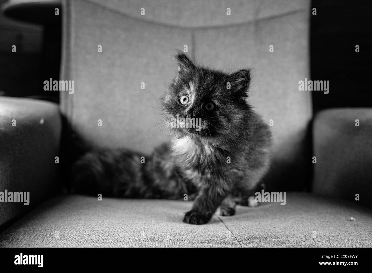 Baby cat kitten playing Black and White Stock Photos & Images - Alamy