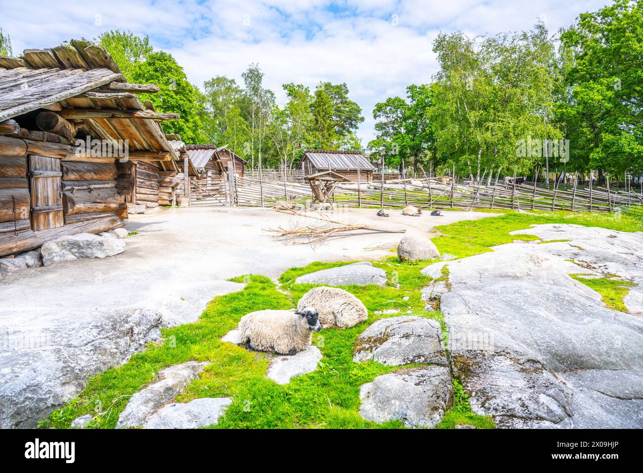 Sheep graze peacefully among historic wooden farmhouses at Skansen open ...