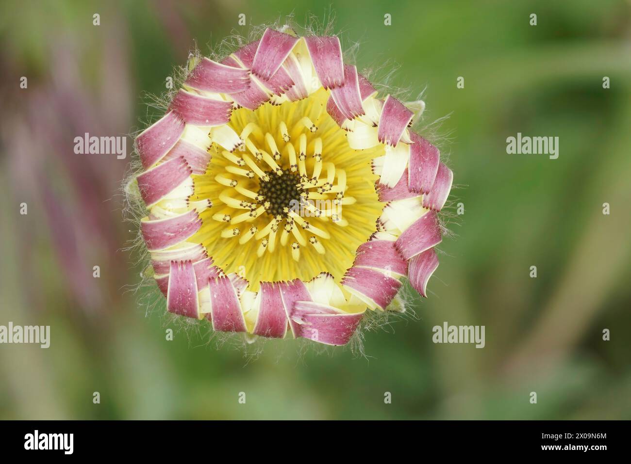 Closeup on the half unopened flower of the Smooth Golden Fleece ...