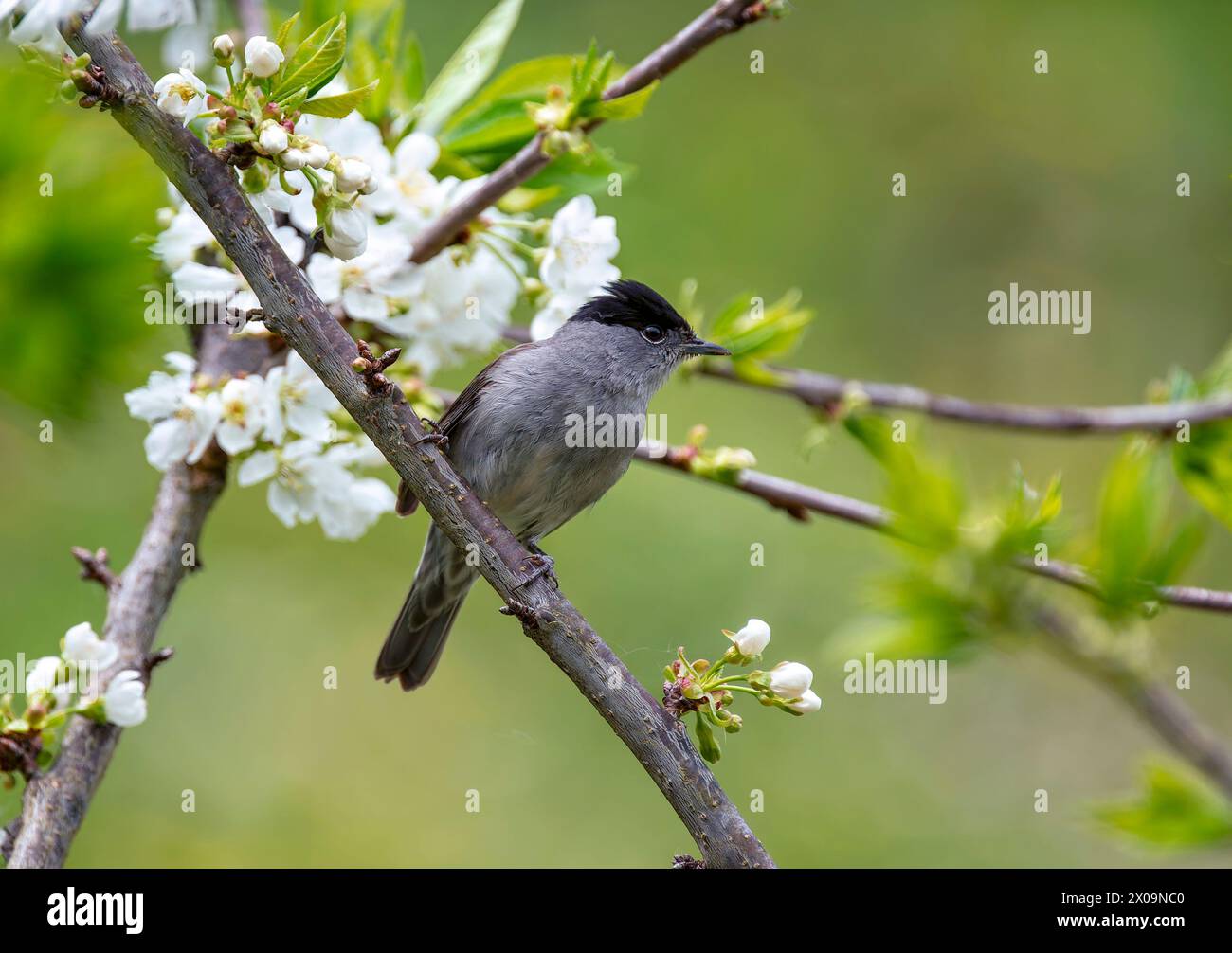 Blackcap singing in tree hi-res stock photography and images - Alamy