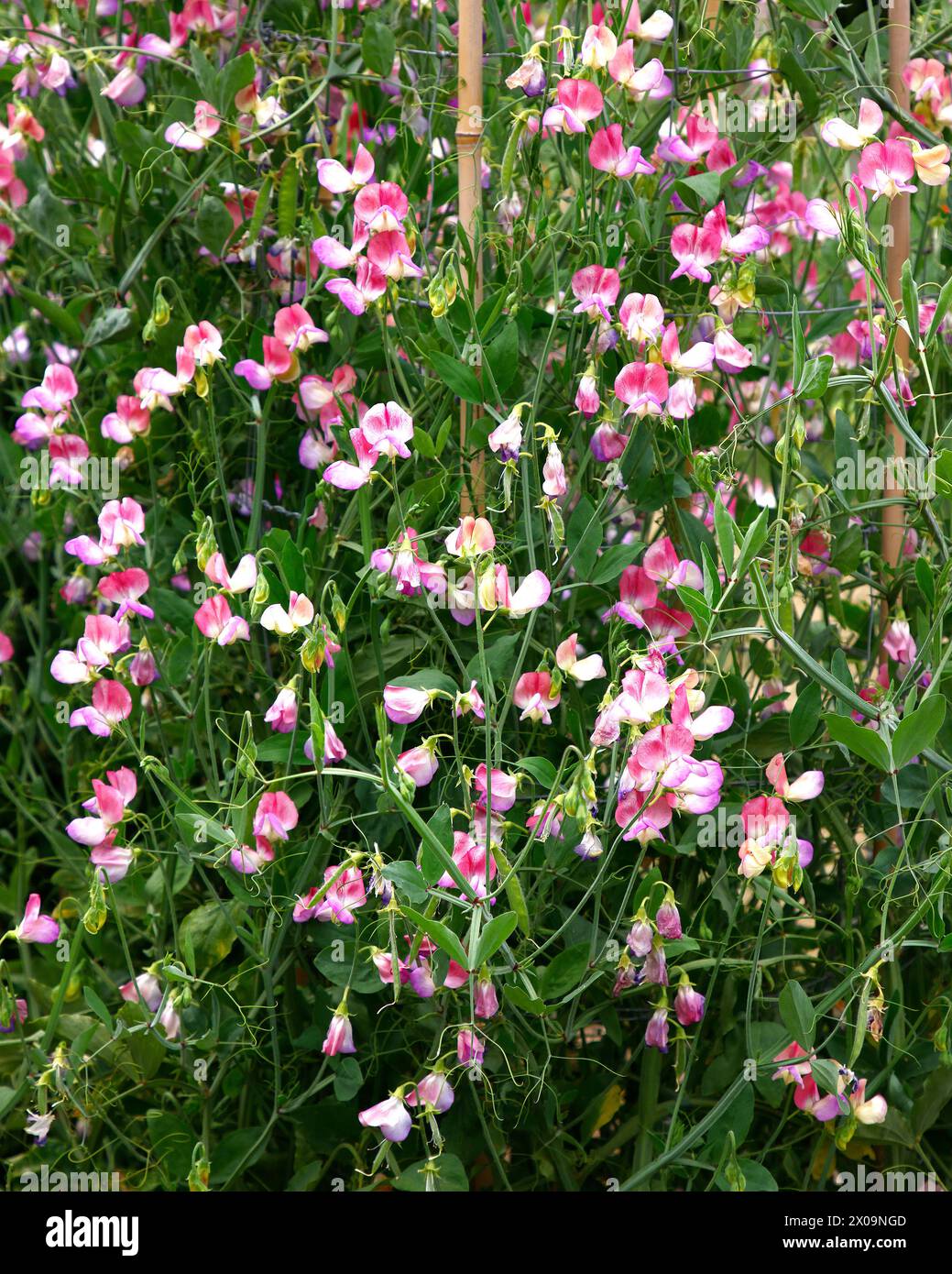 Closeup of the rose pink lavender cream variegated flowers of the ...