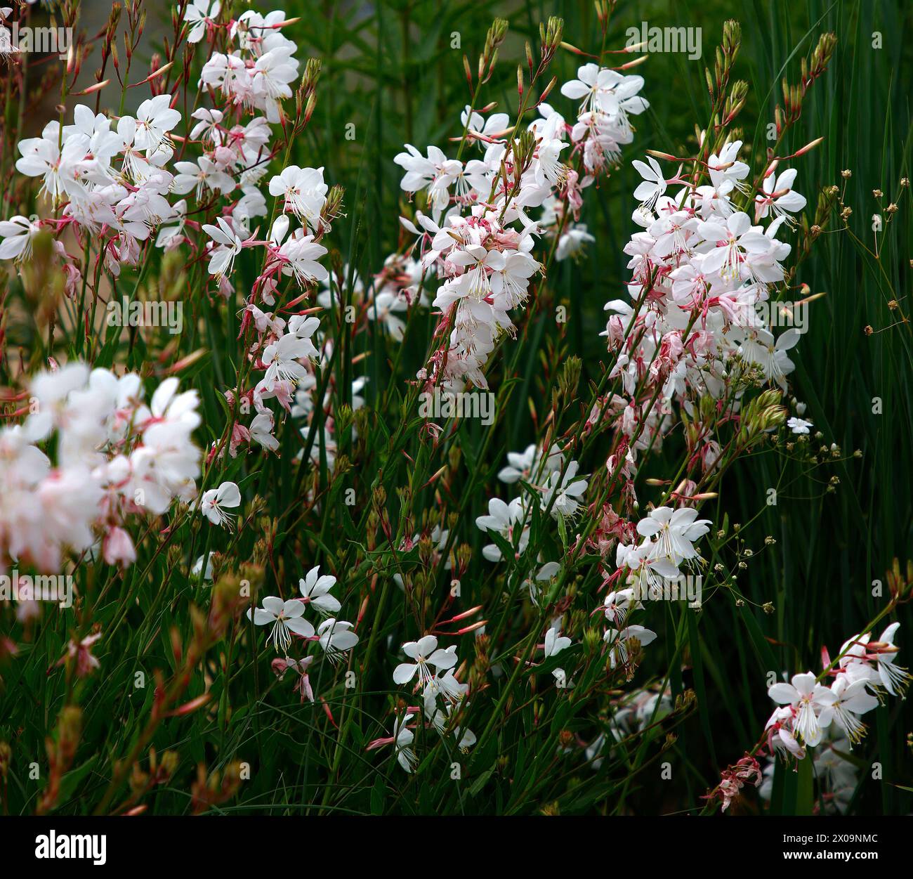 Closeup of the white pink flowers of the perennial garden plant Gaura ...