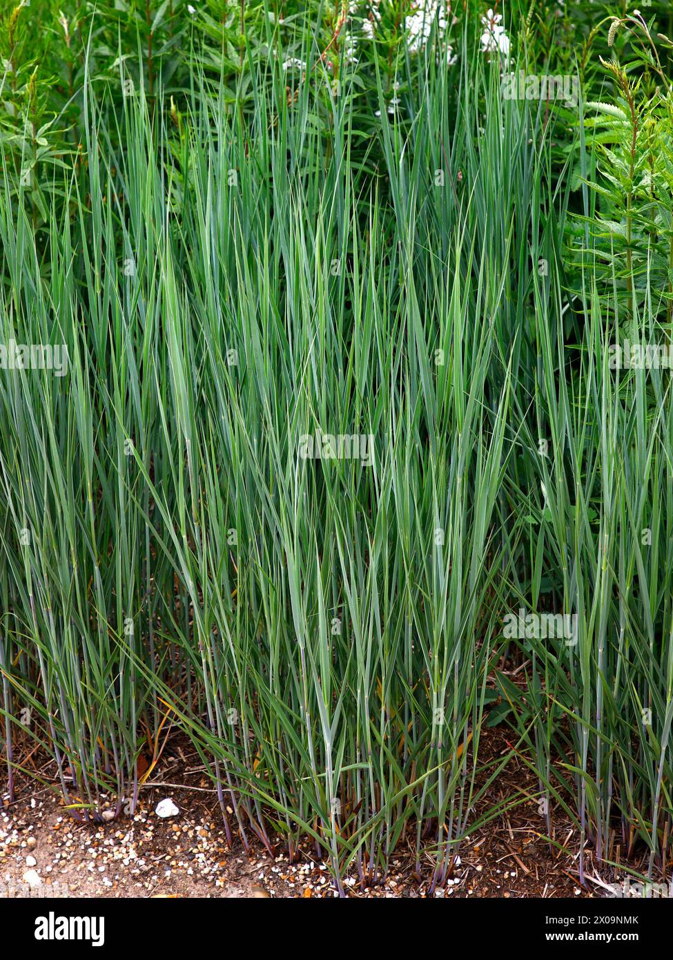 Closeup of the upright growing ornamental garden grass panicum virgatum ...