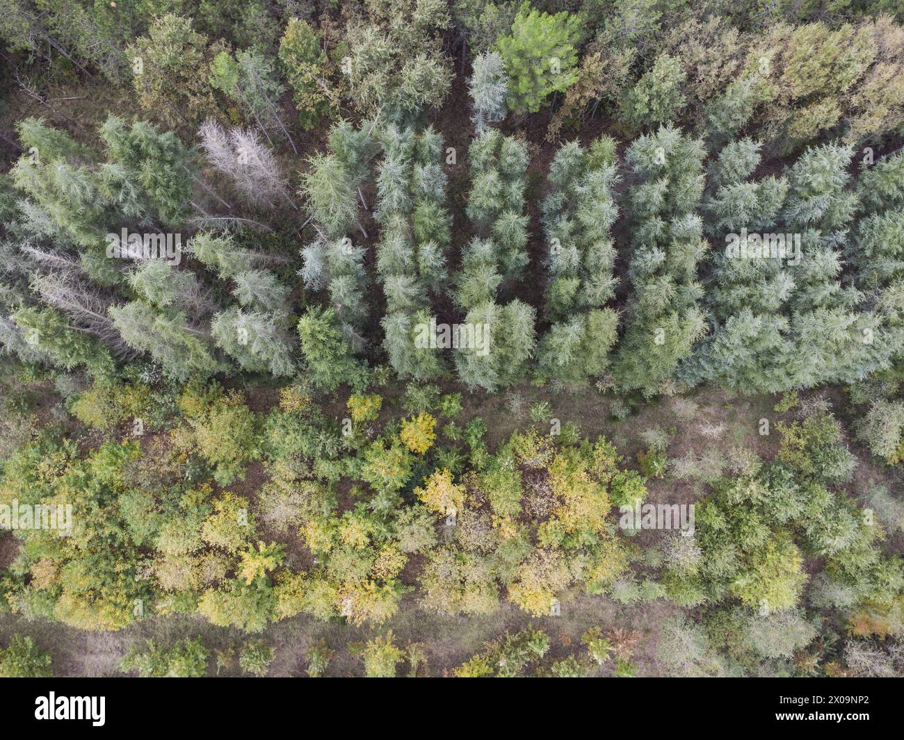 Conifer plantation seen from above, note the coppiced part with the ...