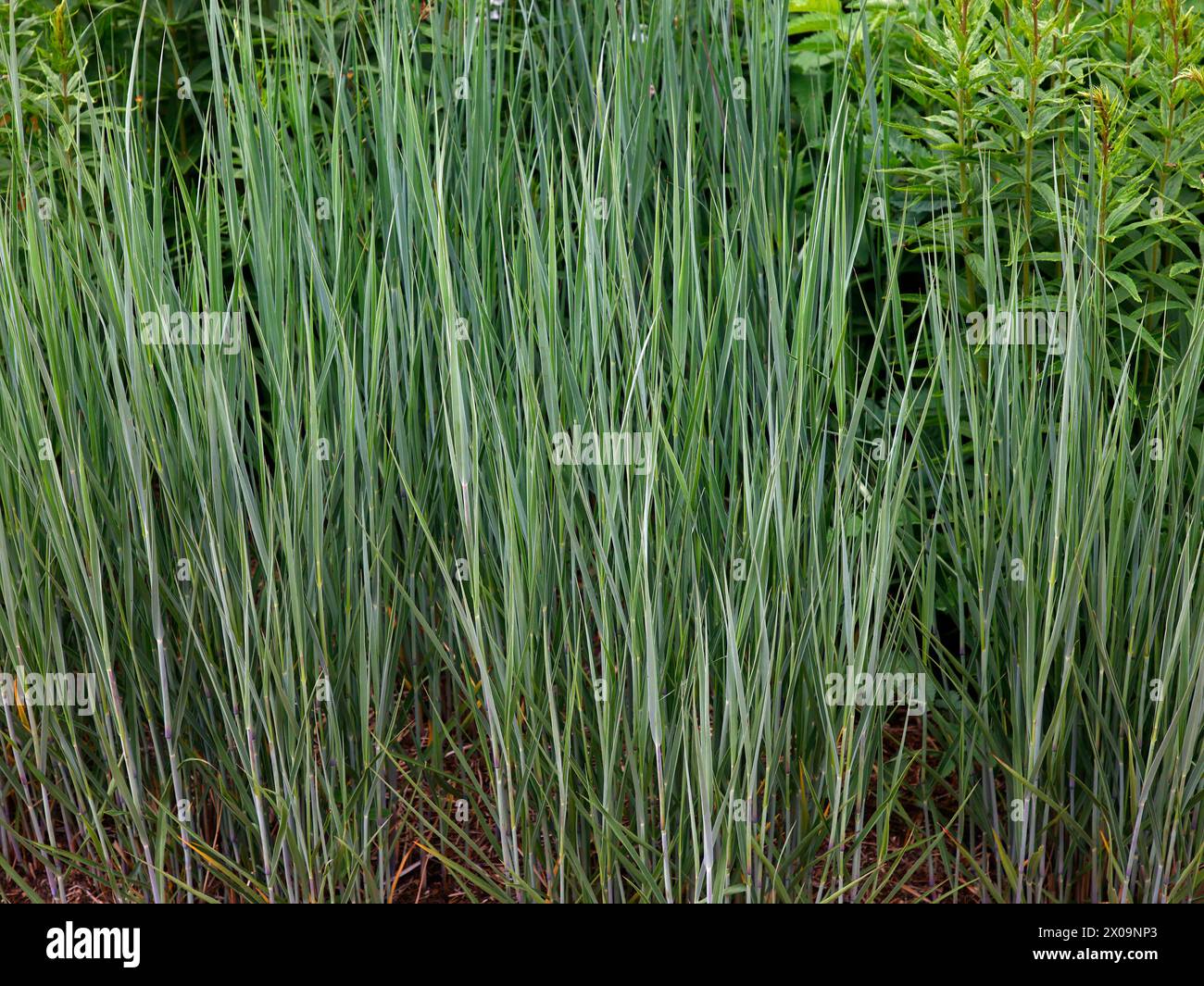 Closeup of the upright growing ornamental garden grass panicum virgatum ...