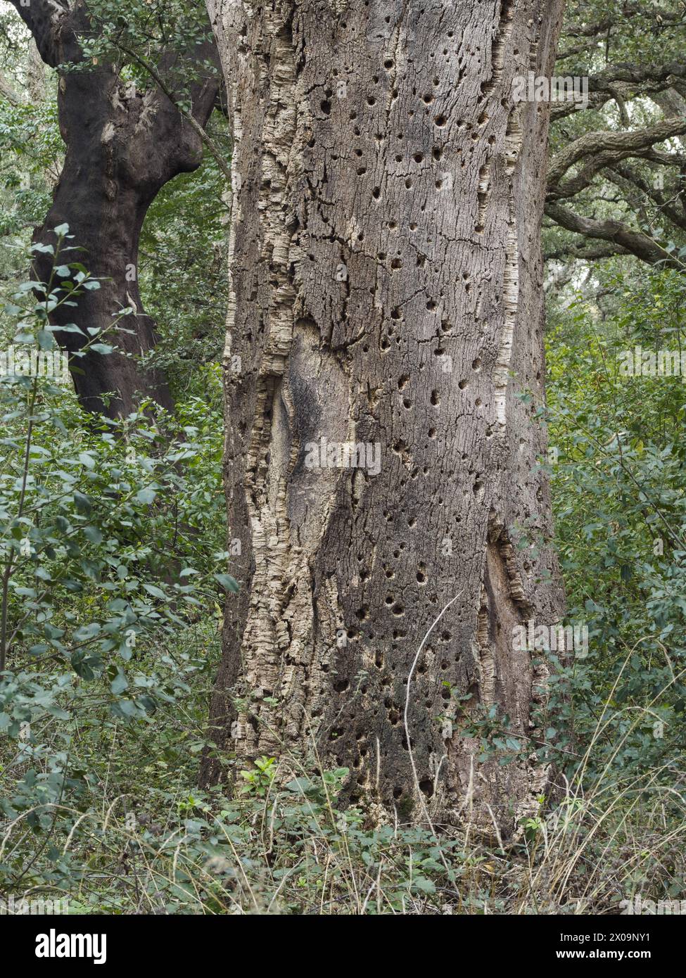 Cork tree trunk. Quercus suber, commonly called the cork oak, is a ...