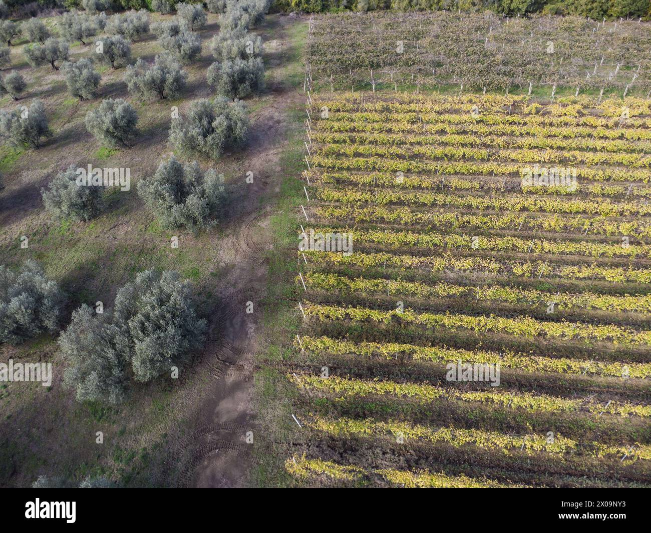 Birds eye view of a vineyard hi-res stock photography and images - Alamy