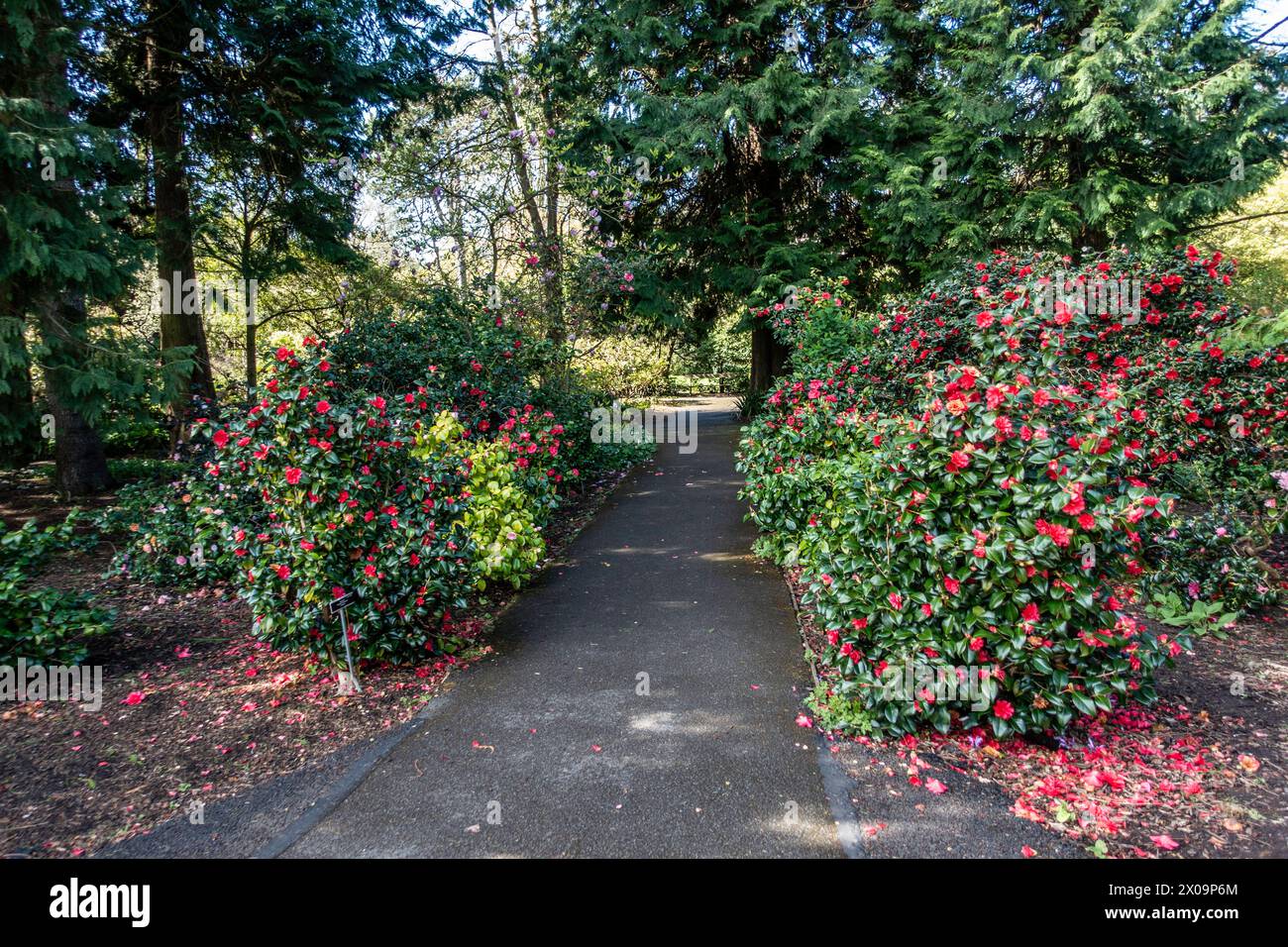 A path through a group of Camelia bushes Stock Photo - Alamy