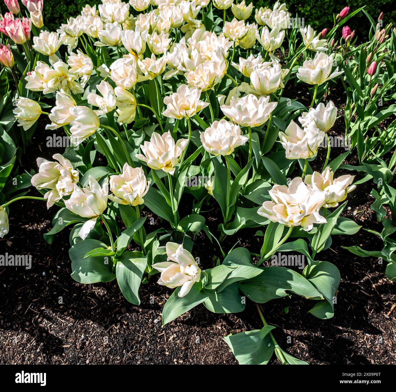 Vibrant floral cluster hi-res stock photography and images - Alamy