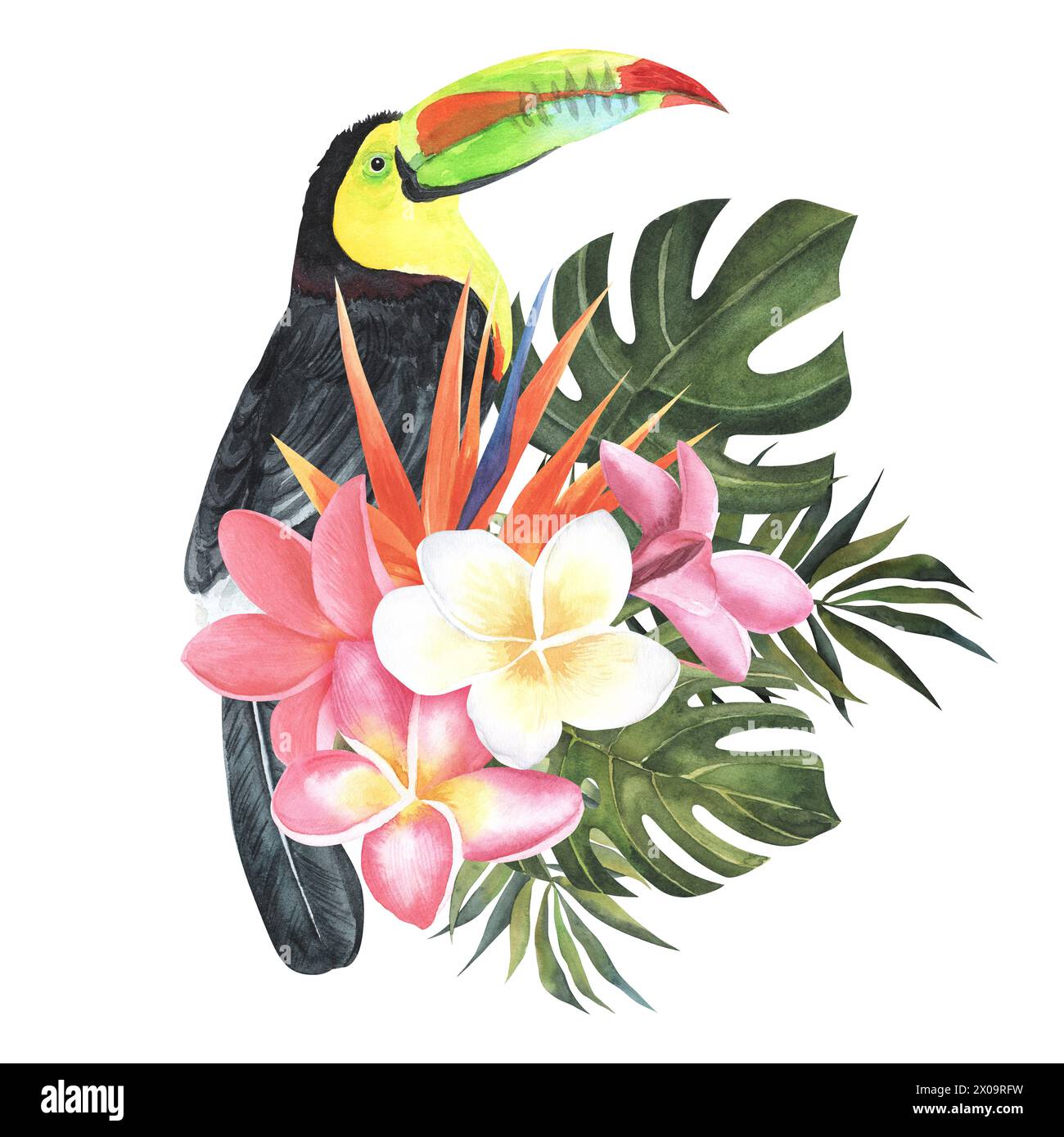 toucan tropical bird hand drawn watercolor illustration with strelitzia ...