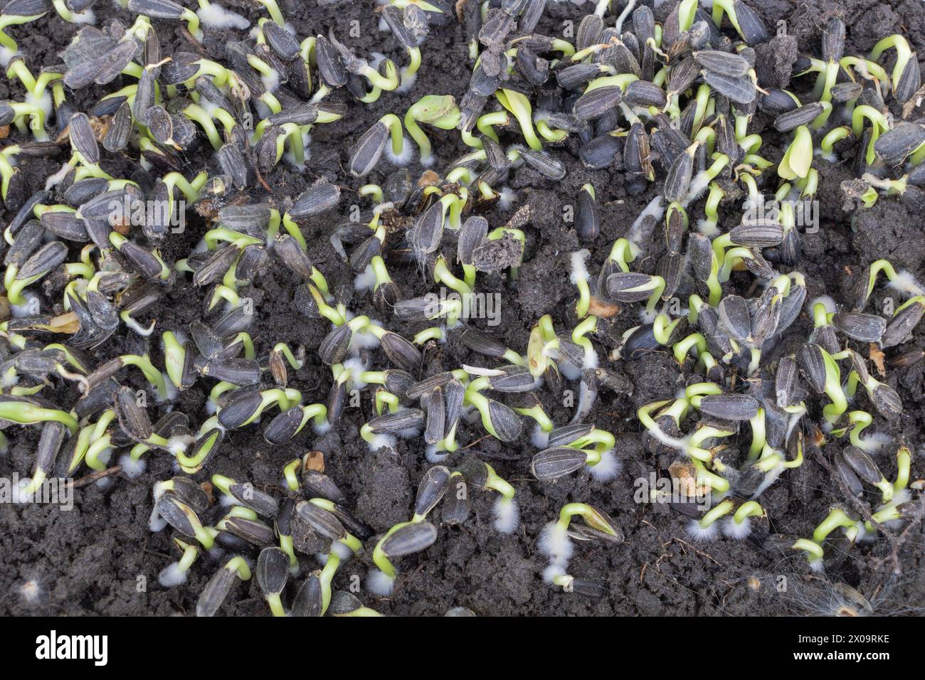 Top view of sunflower seeds sprouting in the ground, with green ...