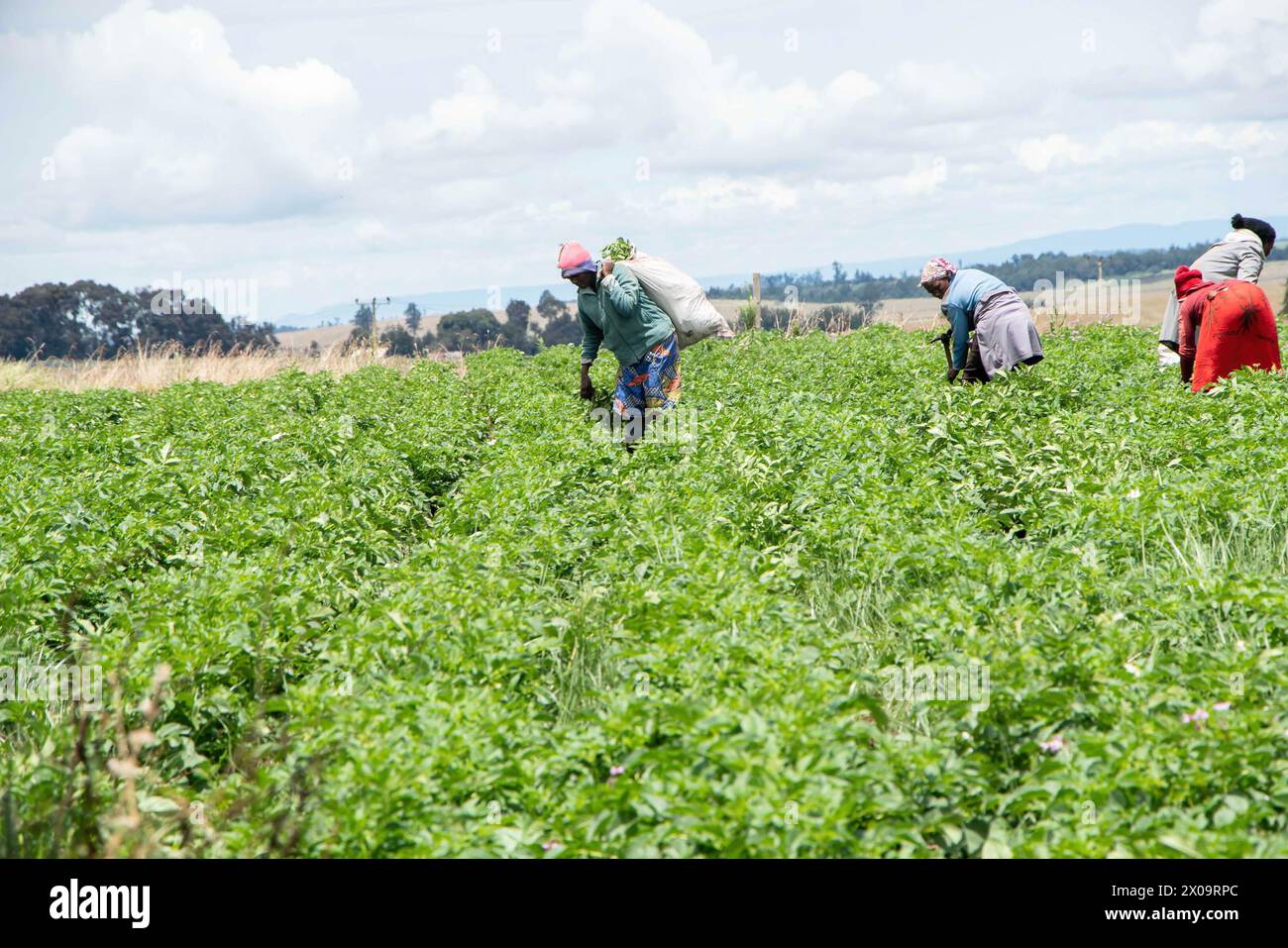 Nakuru, Kenya. 09th Apr, 2024. Workers weed a potato farm in Mau Narok ...