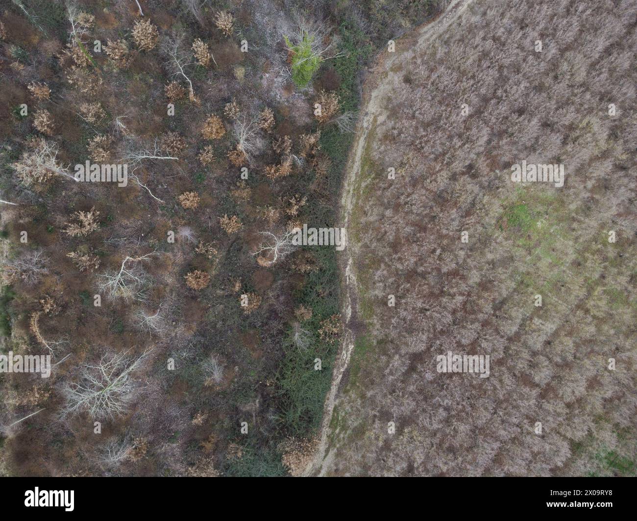 View from above of a coppice forest (on the left of the photo) flanked ...