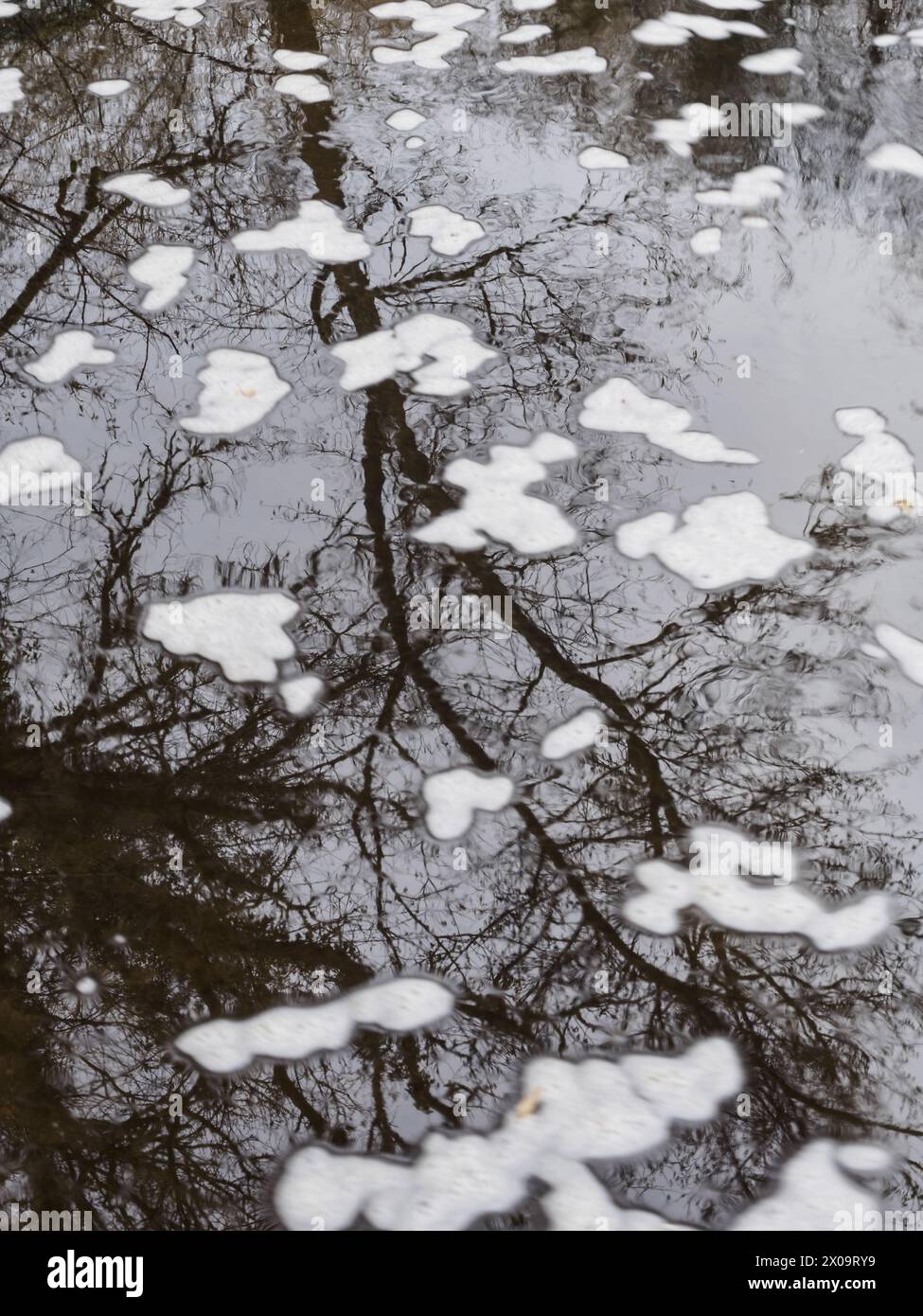 Reflections of trees in a pool of water and traces of white foam from ...